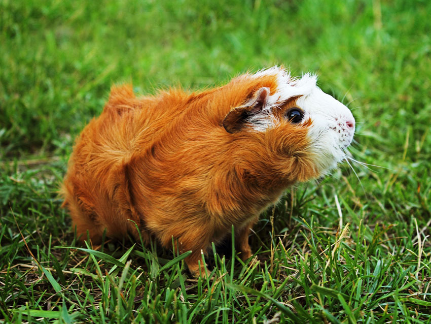 10 tekenen dat uw cavia's van u houden - Omlet Blog NL