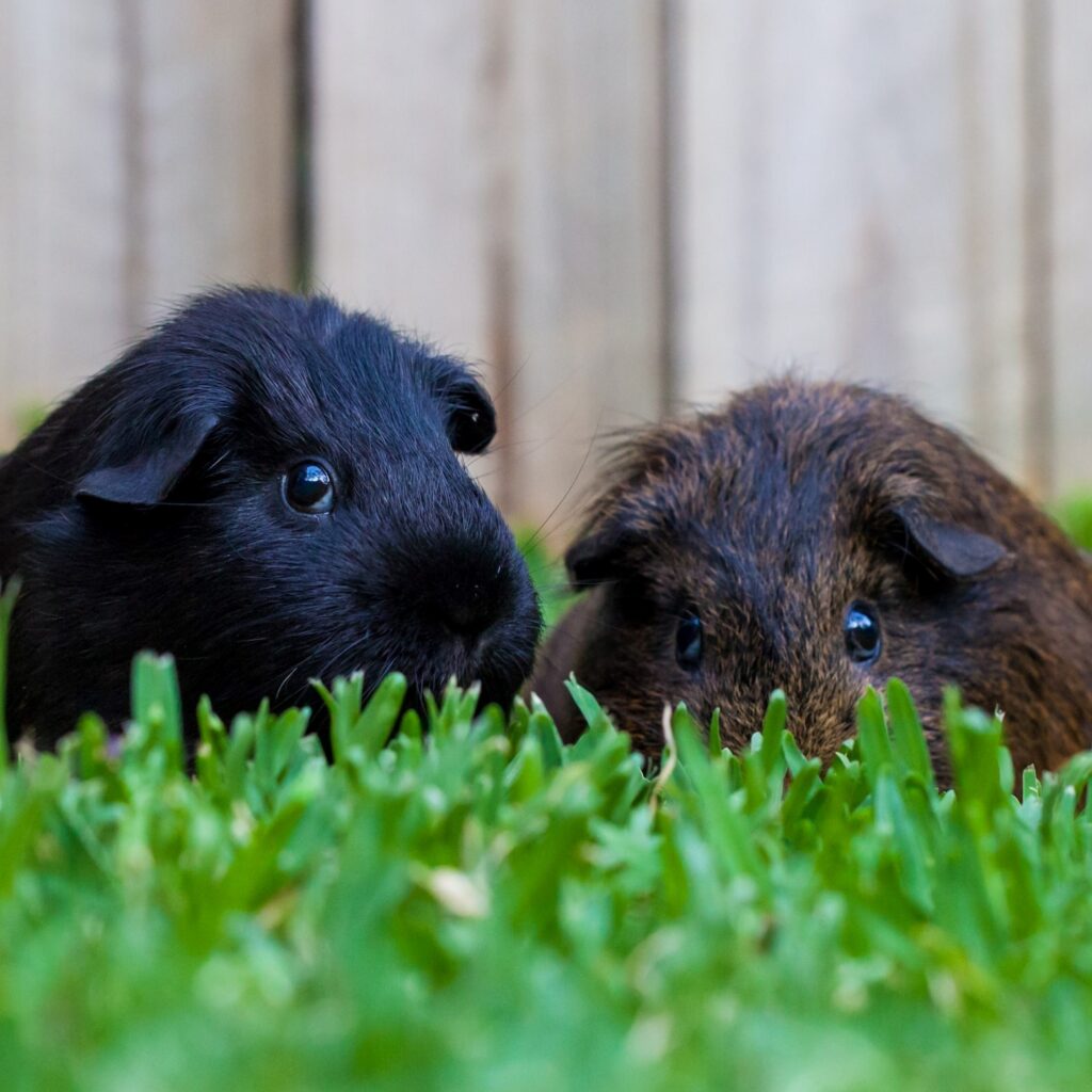 Waarom springen cavia's ("popcorn")? - Omlet Blog NL