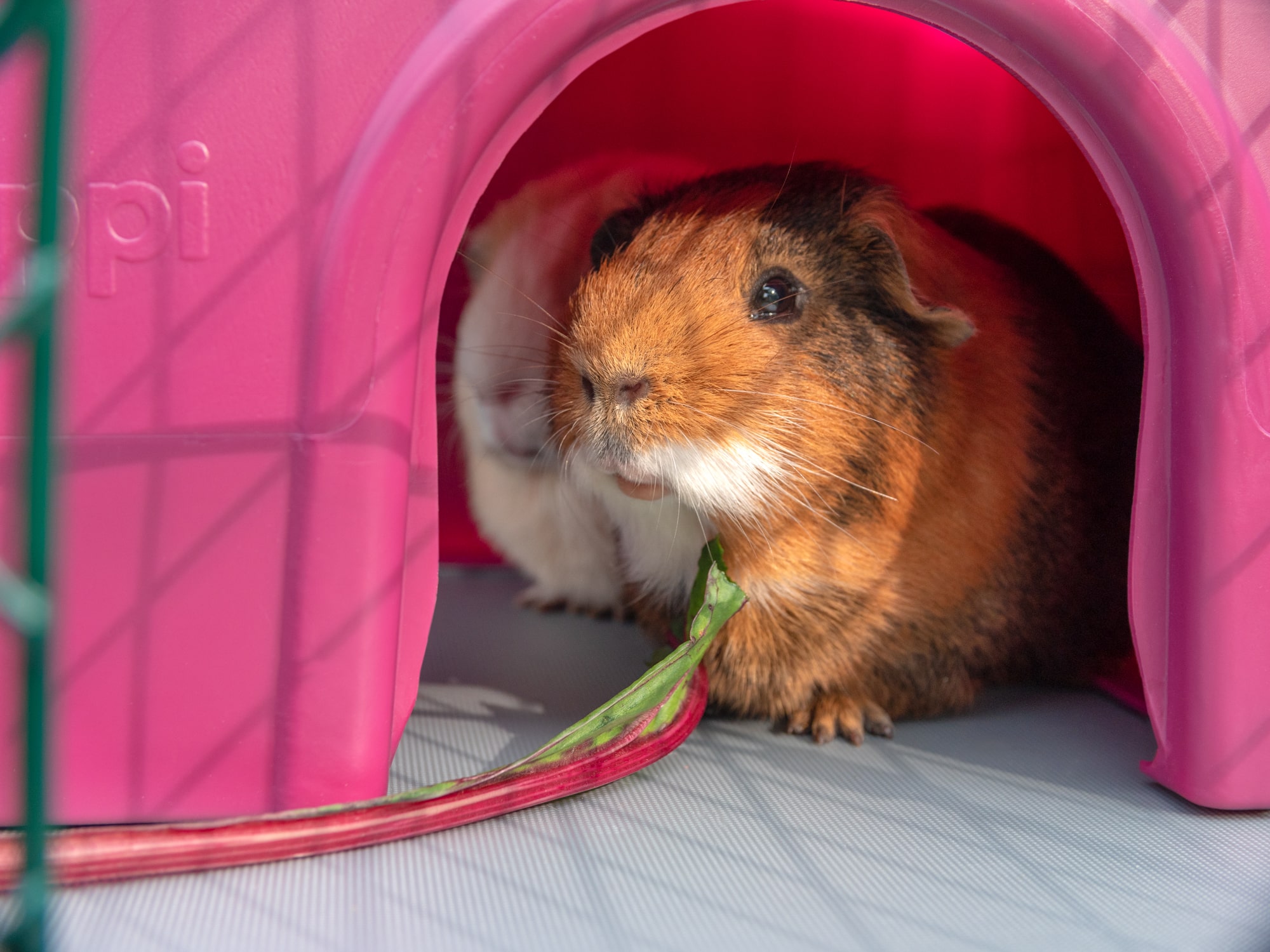 Waarom verstoppen cavia’s zich? - Omlet Blog NL